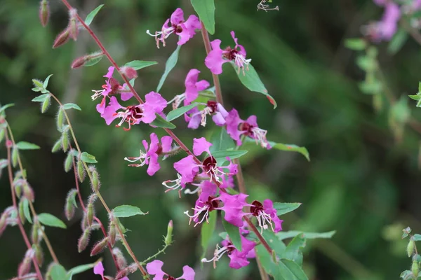 Elegante guirnalda, Clarkia Unguiculata, una hierba monoclinica anual ...