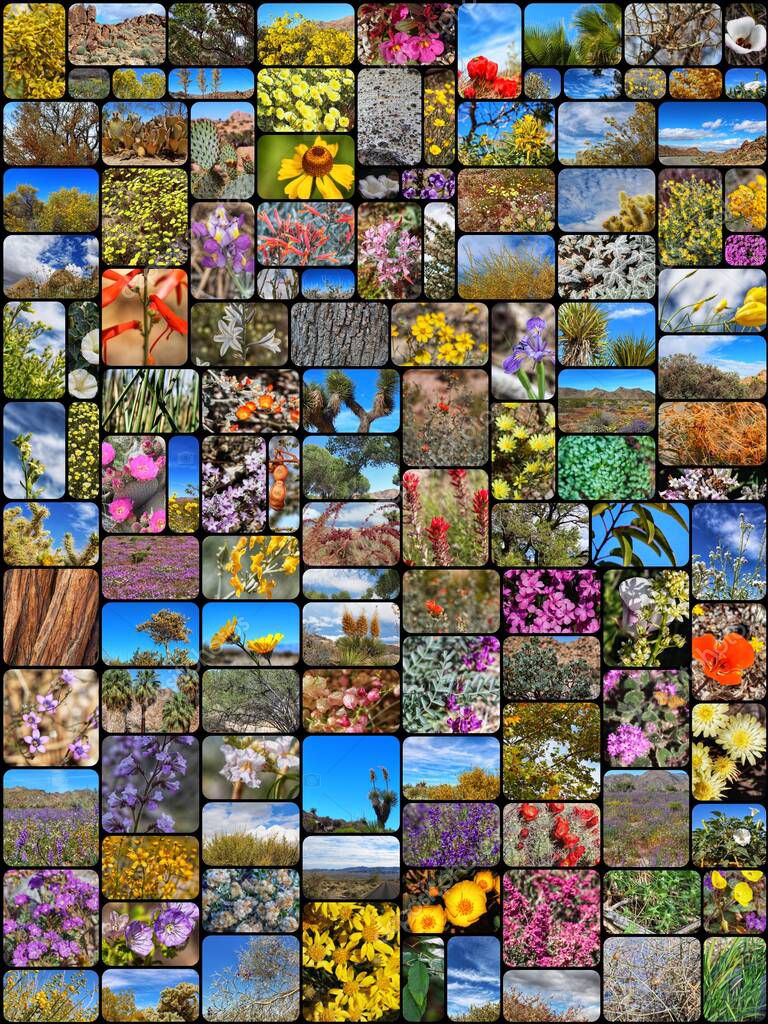 Un collage que admira las plantas nativas del sur de California que ...
