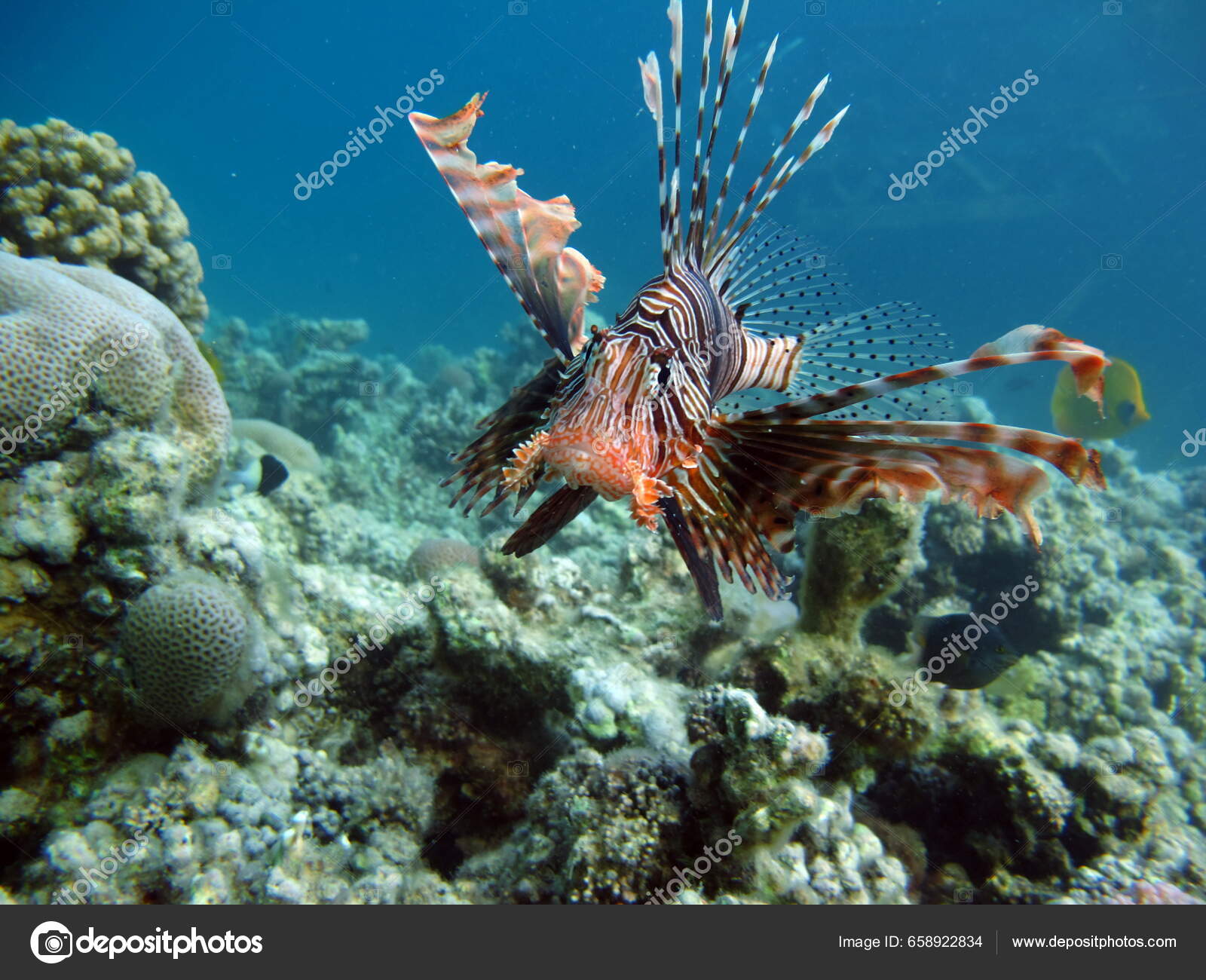 Food Lion Fish Food at Douglas Nunez blog