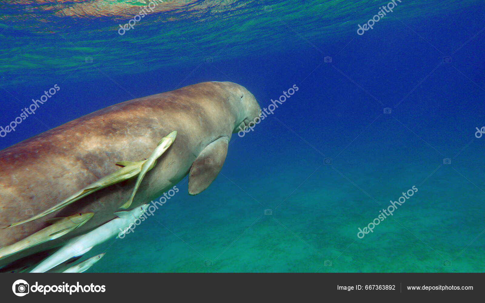 Dugong Dugong Dugon Seacow Red Sea Dugong Baby Dugong Bay — Stock Photo ...