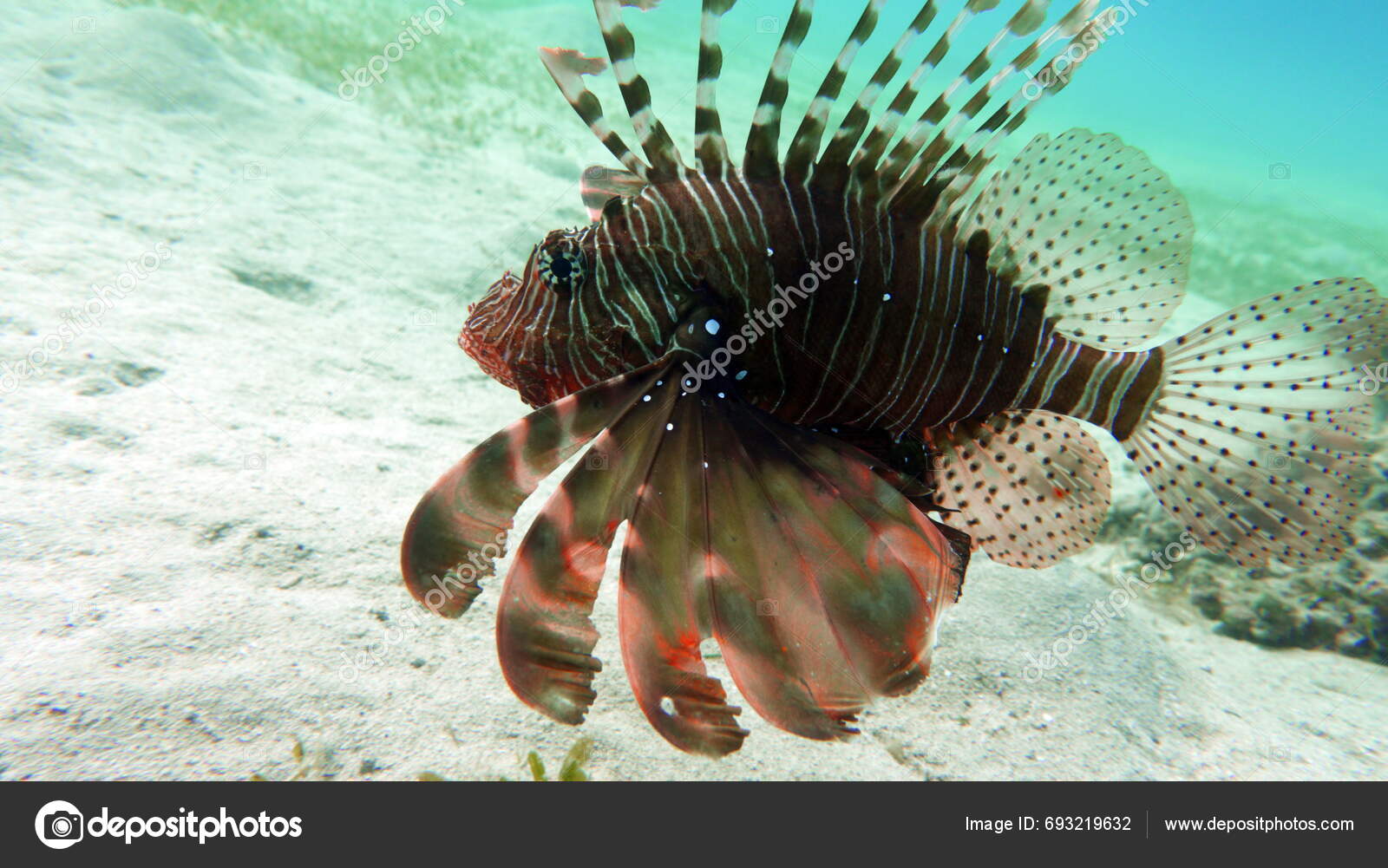 Lion Fish Red Sea Lion Fish Red Sea Clear Blue — Stock Photo ...