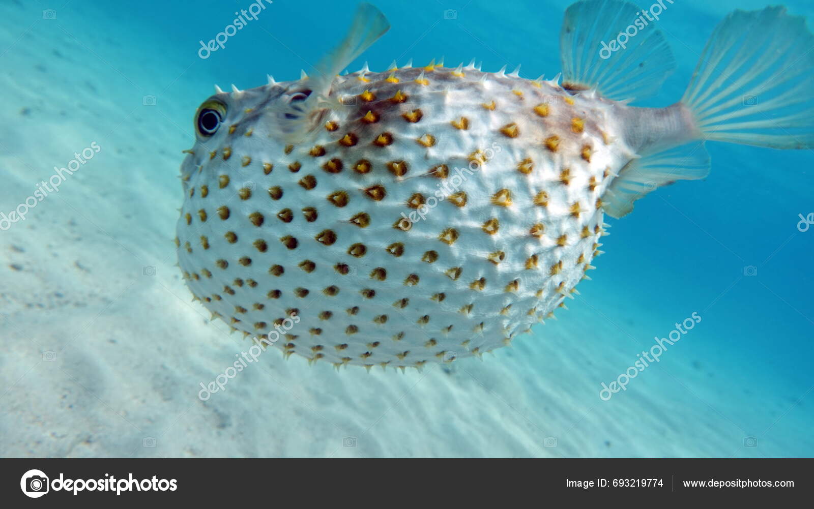 Colorful Tropical Fish Coral Reef Amazingly Beautiful Fairy World Coral ...