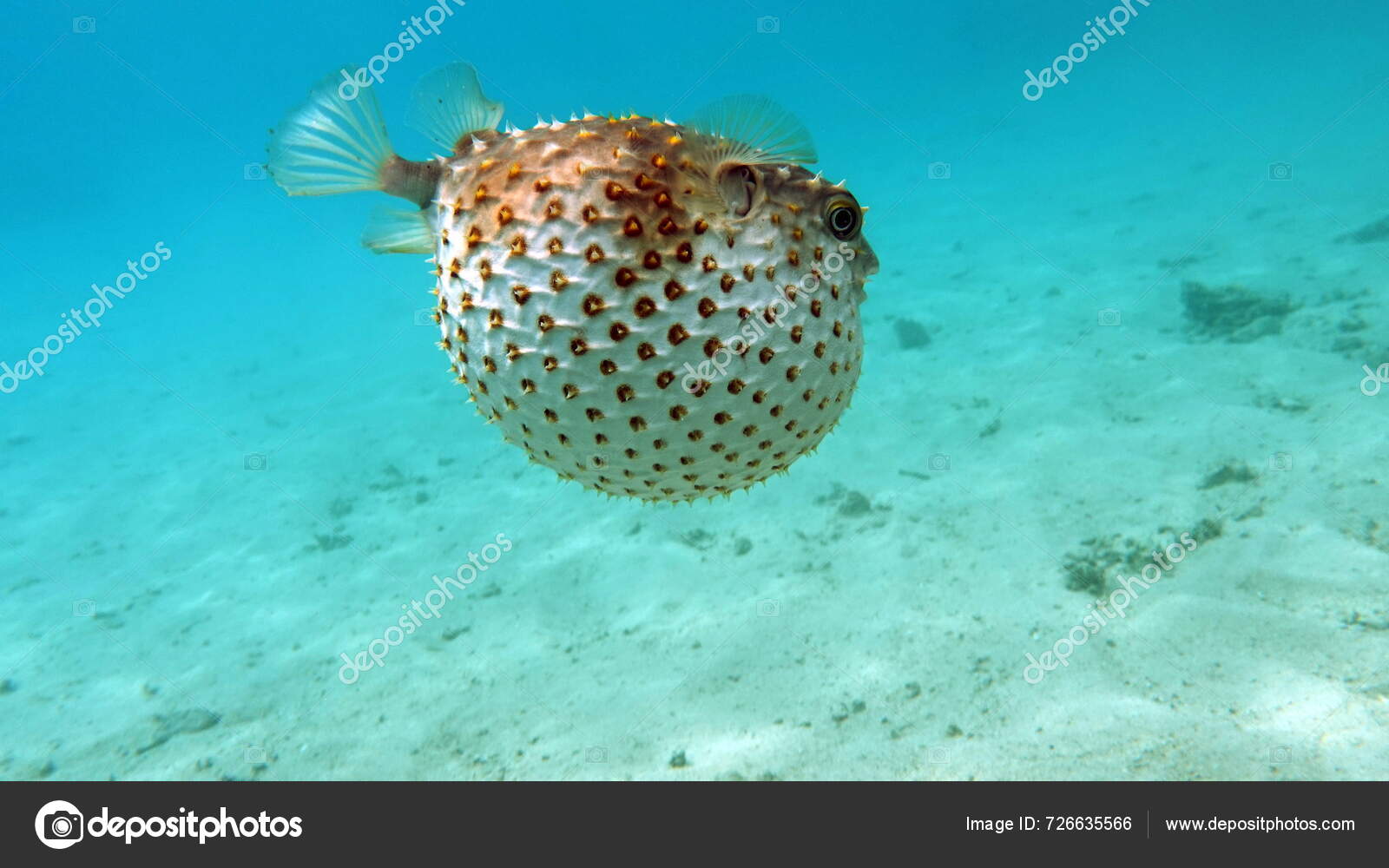 Colorful Tropical Fish Coral Reef Amazingly Beautiful Fairy World Coral ...