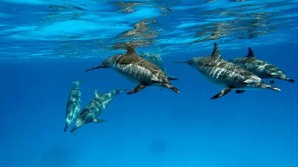 World dolphins ancapri type of the syrup is my best to you and your ...