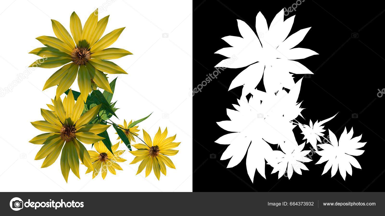 Top View Plant Flower Small Woodland Sunflower Helianthus Microcephalus ...