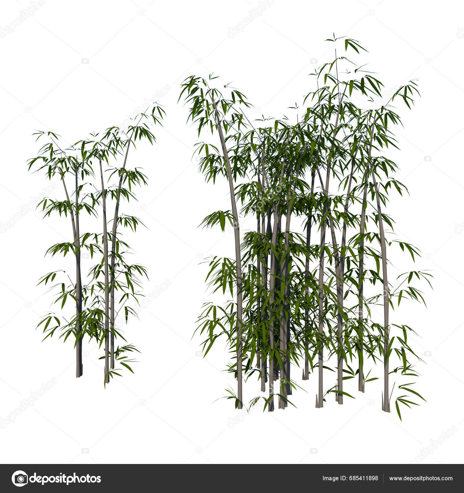 Front View Plant Bamboo Tree White Background Rendering Ilustracion ...