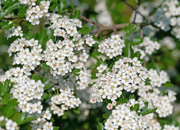 Fotos de Small rowan flowers, Imagens de Small rowan flowers sem ...