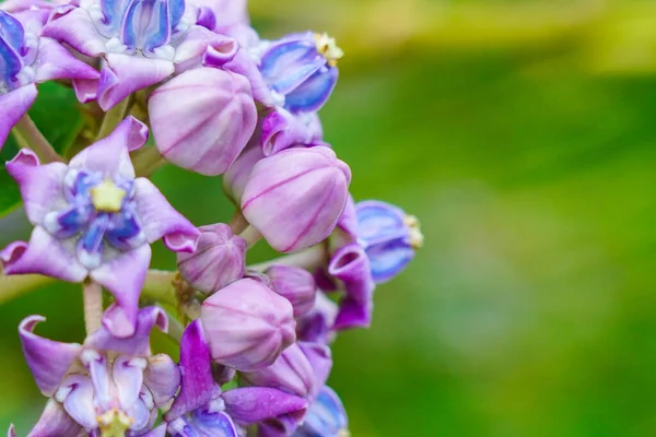 Calotropis gigantesca o flor de la corona comúnmente conocida como ...