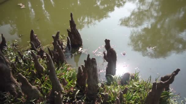 Mangrove Species Ground Roots Called Breathing Roots Pneumatophores ...