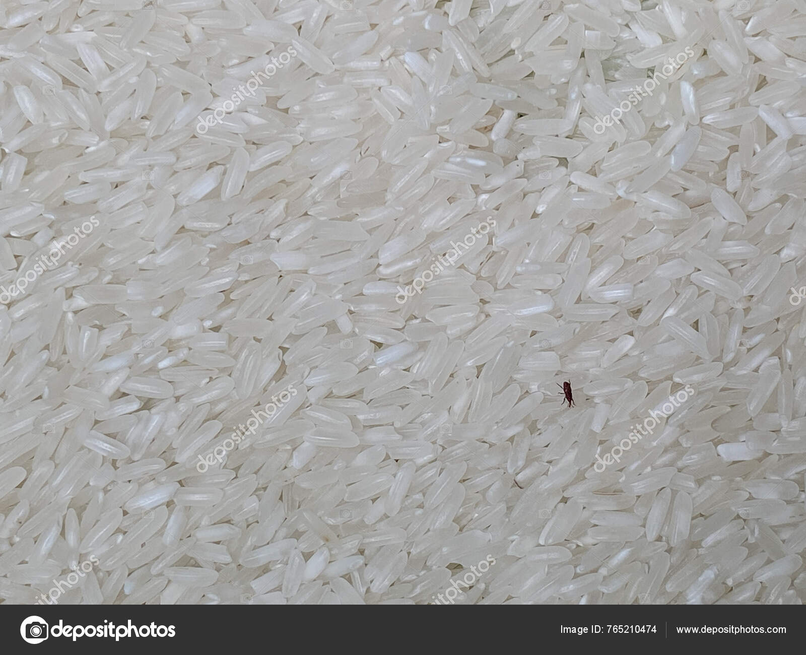 Rice Weevil Sitophilus Oryzae Uncooked Rice — Stock Photo © yessifrenda ...
