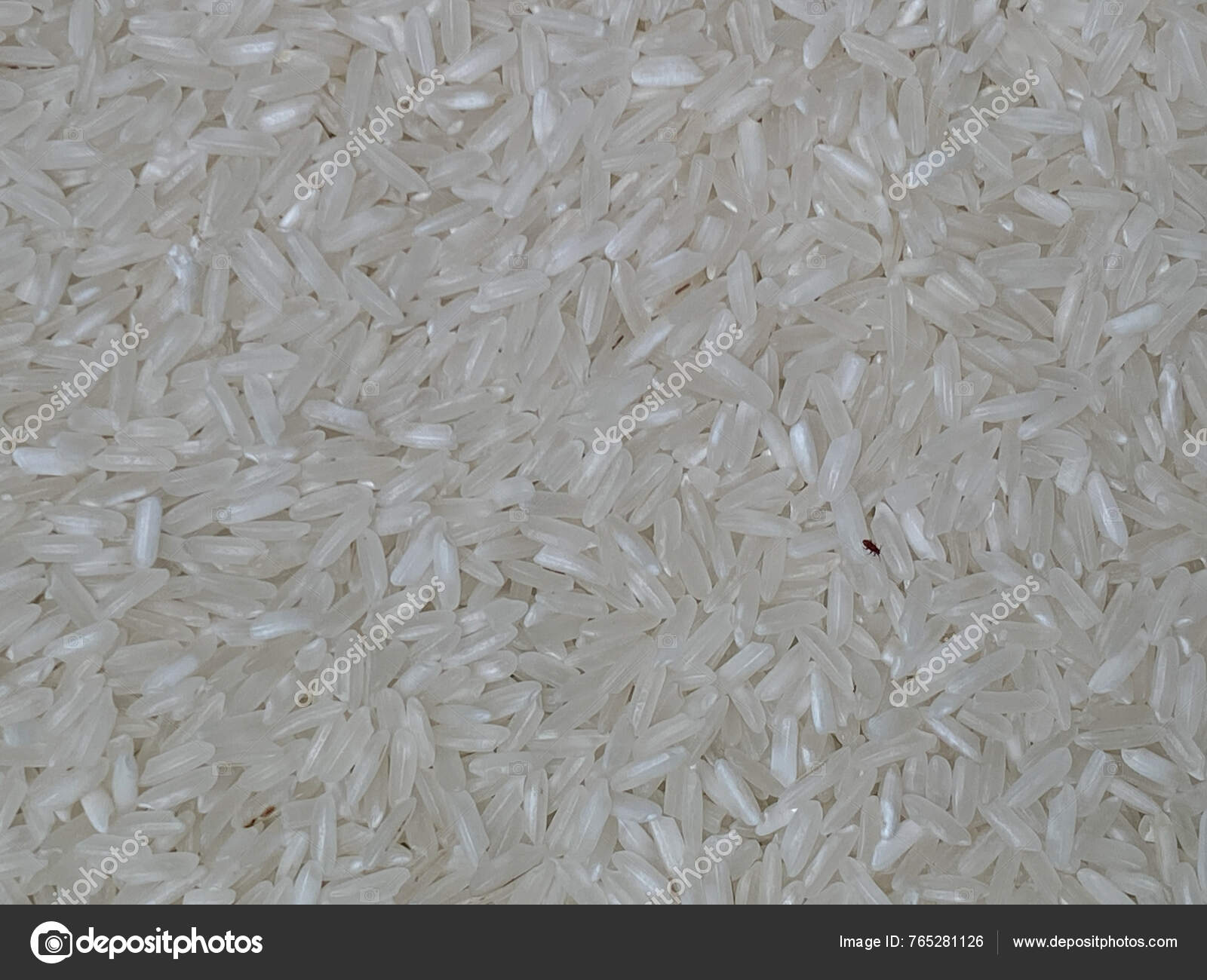 Rice Weevil Sitophilus Oryzae Uncooked Rice — Stock Photo © yessifrenda ...