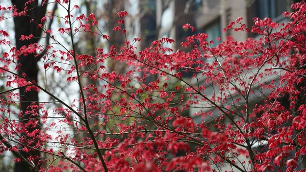 Japanese maple berry broom Stock Photos, Royalty Free Japanese maple ...