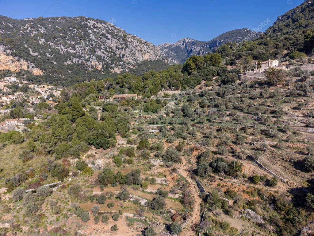 Olivo Son Brondo, variedad típica mallorquina, Valldemossa, Mallorca ...