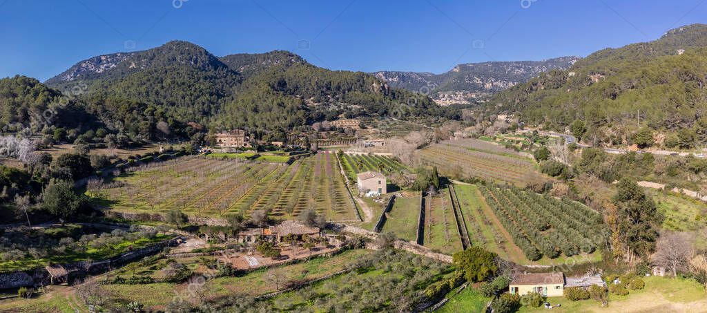 Olivo Son Brondo, variedad típica mallorquina, Valldemossa, Mallorca ...