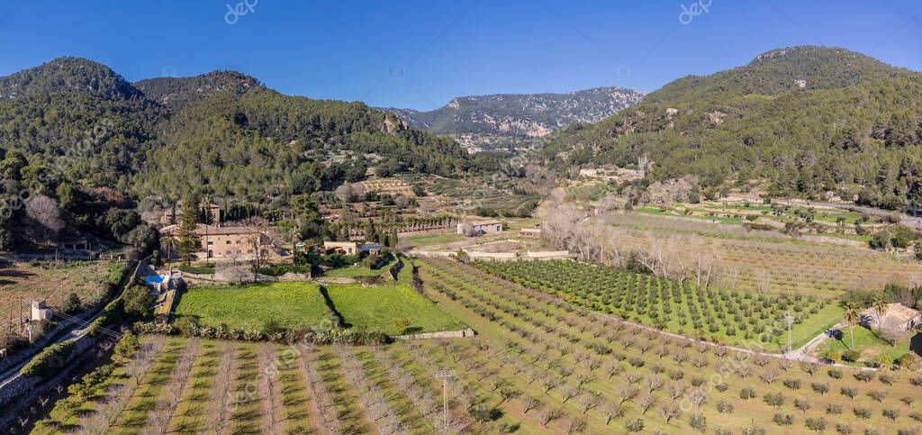 Olivo Son Brondo, variedad típica mallorquina, Valldemossa, Mallorca ...
