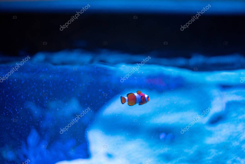 El pez payaso Ocellaris, famoso por su vibrante color naranja y sus ...