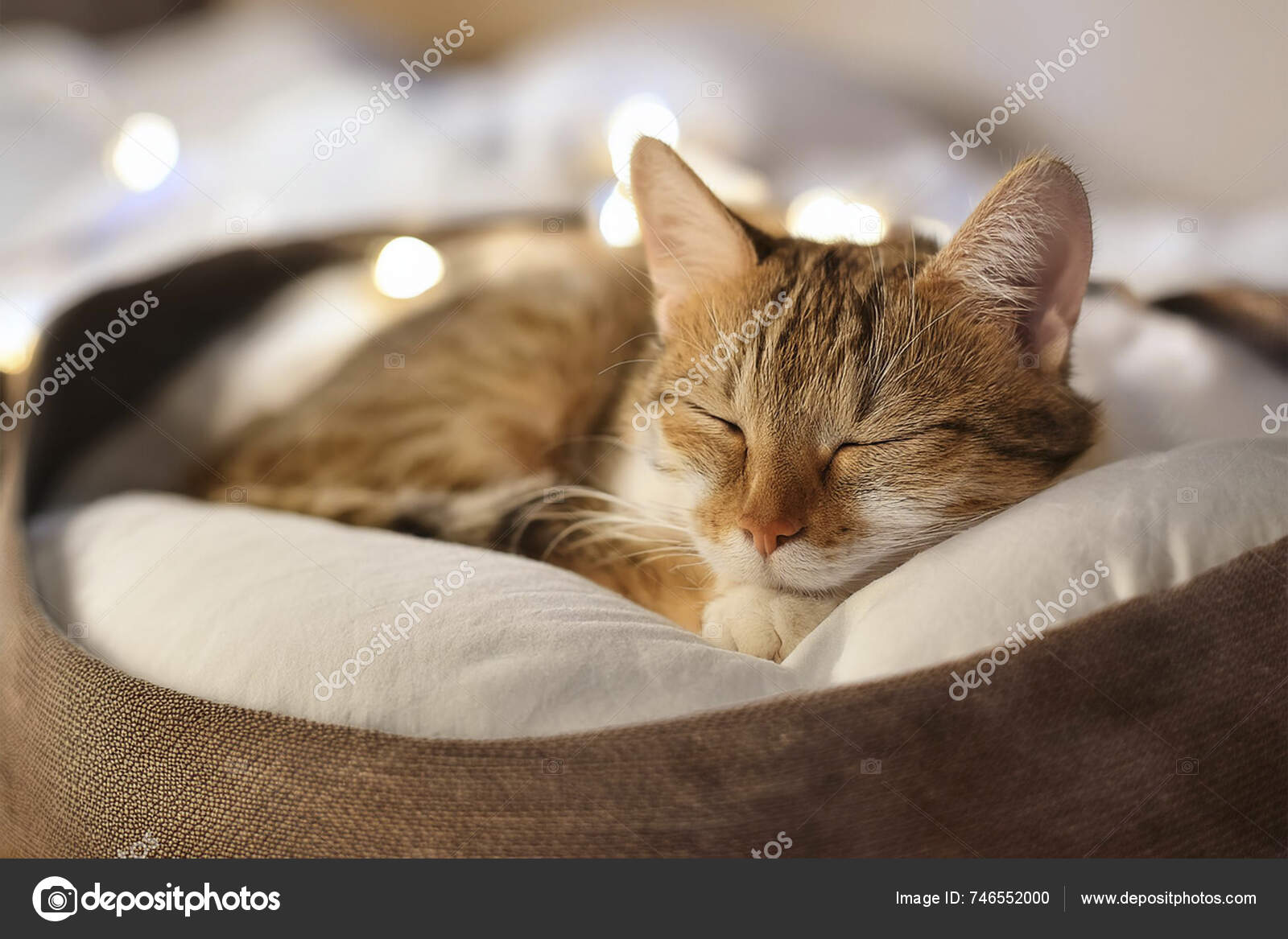 Cat Sleeping Bed World Sleep Day Two Kittens Sleeping Together — Stock ...