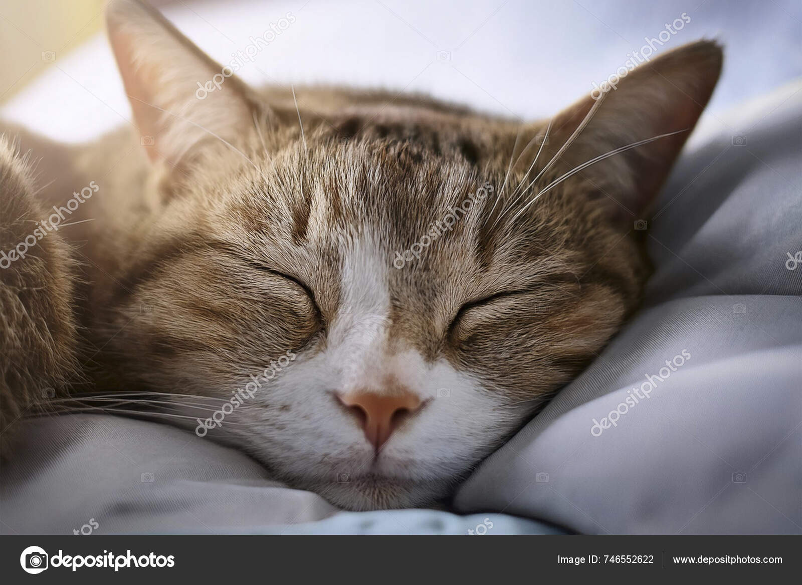 Cat Sleeping Bed World Sleep Day Two Kittens Sleeping Together — Stock ...