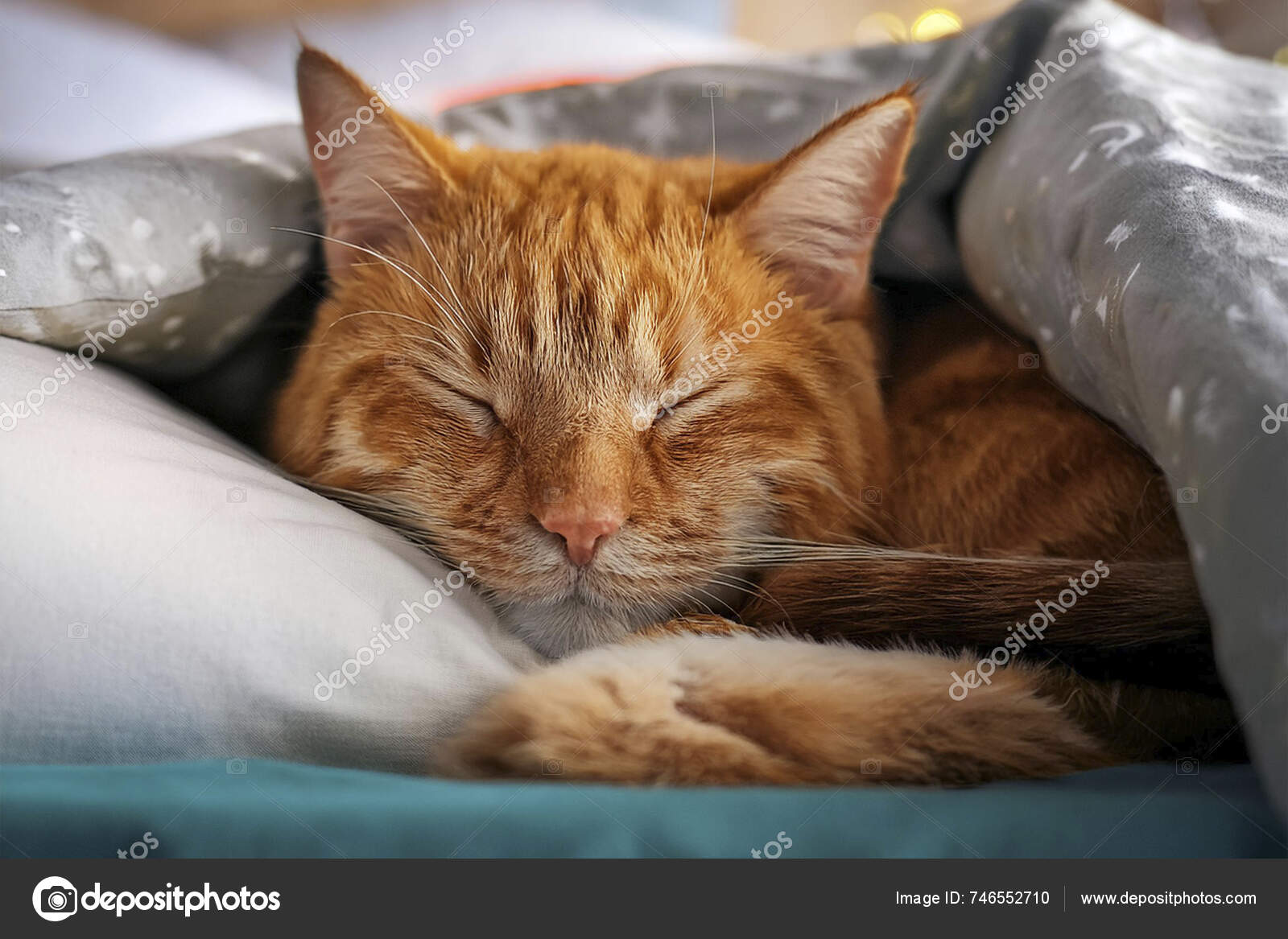 Cat Sleeping Bed World Sleep Day Two Kittens Sleeping Together — Stock ...