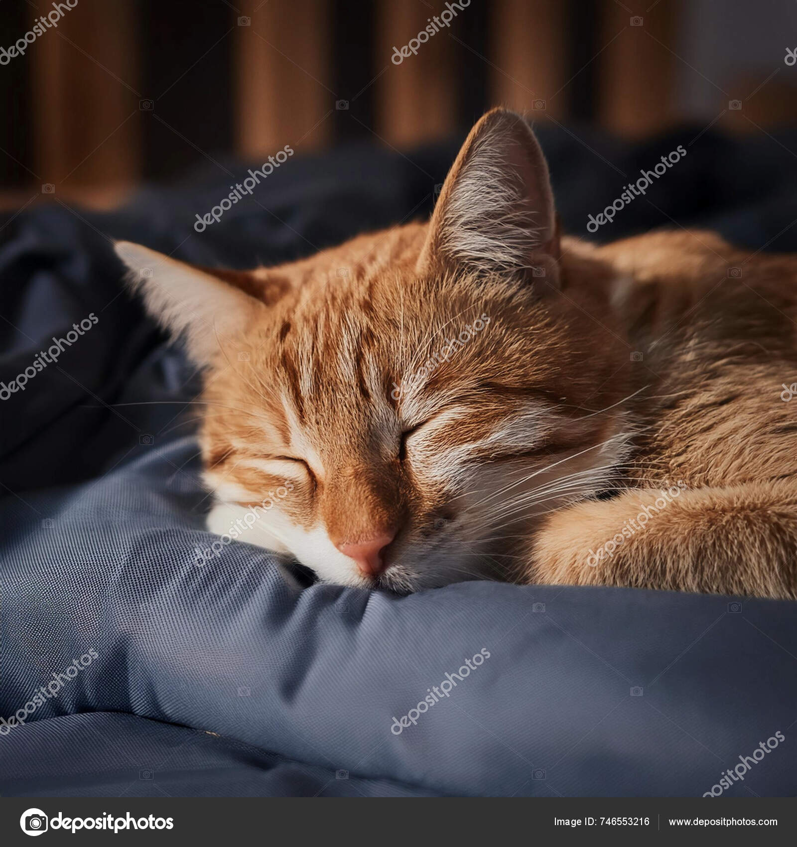 Cat Sleeping Bed World Sleep Day Two Kittens Sleeping Together — Stock ...