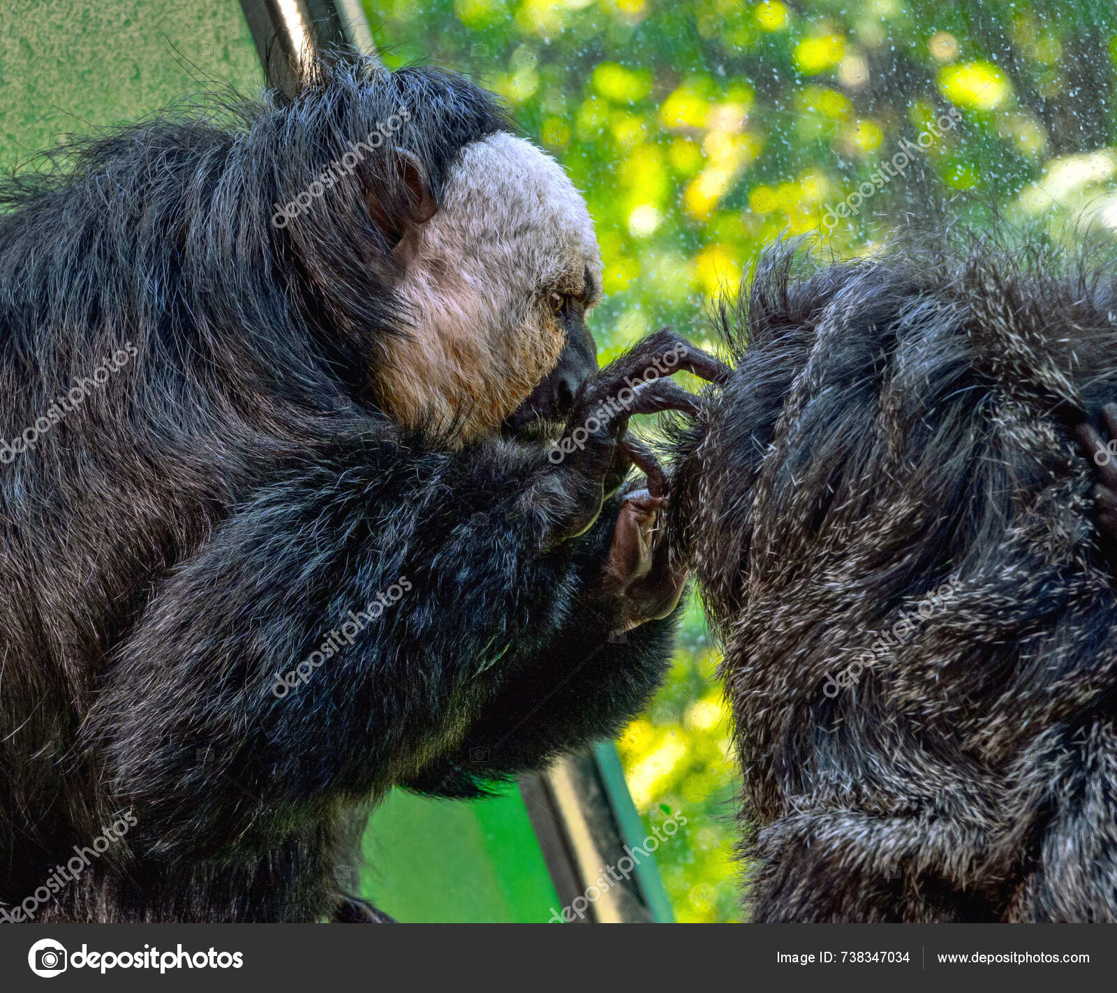 White Faced Saki Seeking Vermin Another White Faced Saki Palm — Stock ...