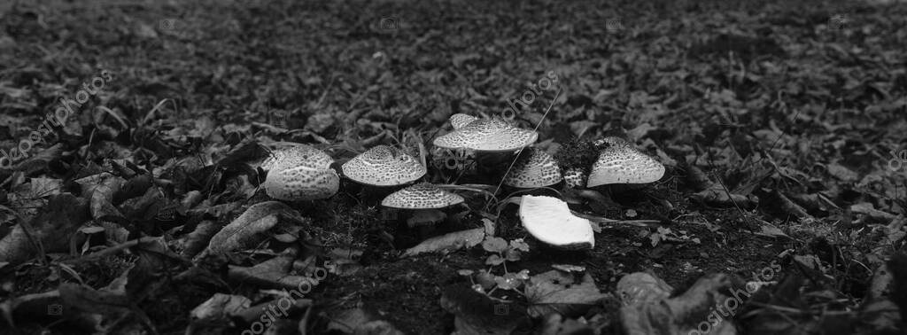 Mustat sienet Stock Photos, Royalty Free Mustat sienet Images ...