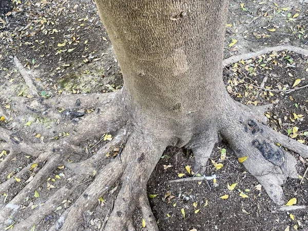 Germinating tree Stock Photos, Royalty Free Germinating tree Images ...