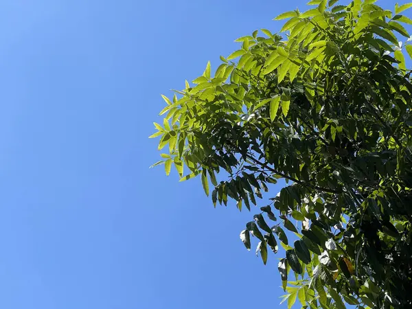 Fresh Green Neem Plan Tree Nature Garden Azadirachta Indica — Stock ...