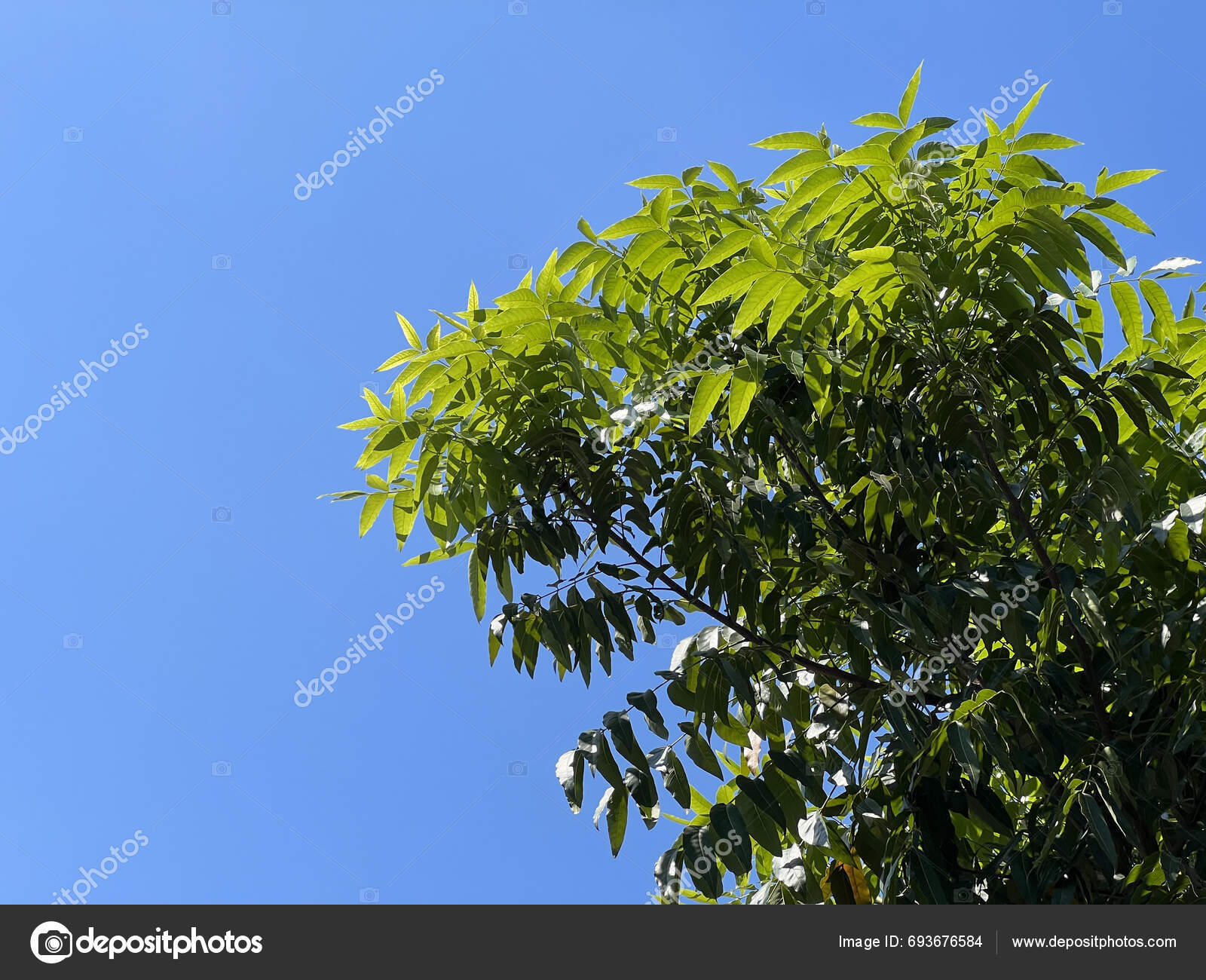Fresh Green Neem Plan Tree Nature Garden Azadirachta Indica — Stock ...