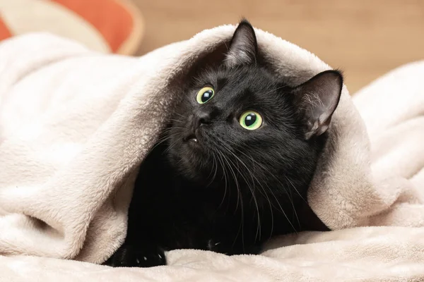 Cat cold Stock Photos, Royalty Free Cat cold Images | Depositphotos