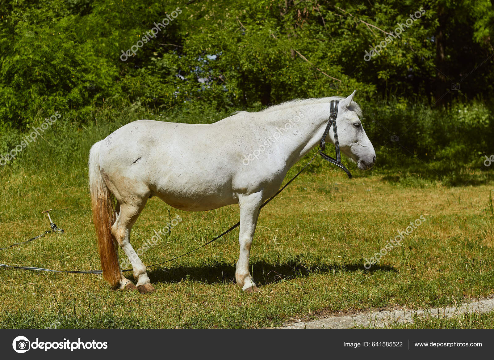 White Horse Leash Grazing — Stock Photo © Andri-Sound.ukr.net #641585522