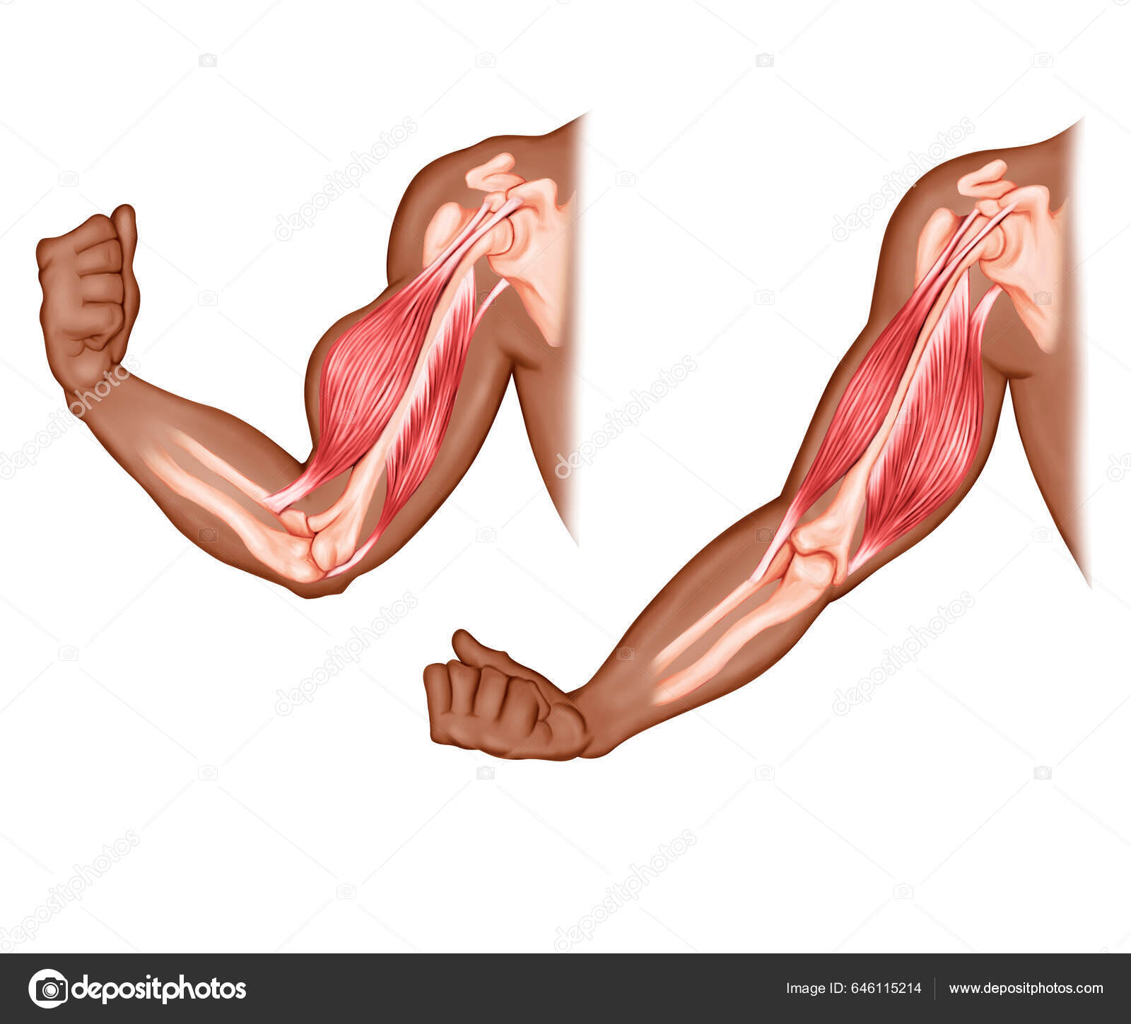 Menschliche Anatomie Muskeln Arm