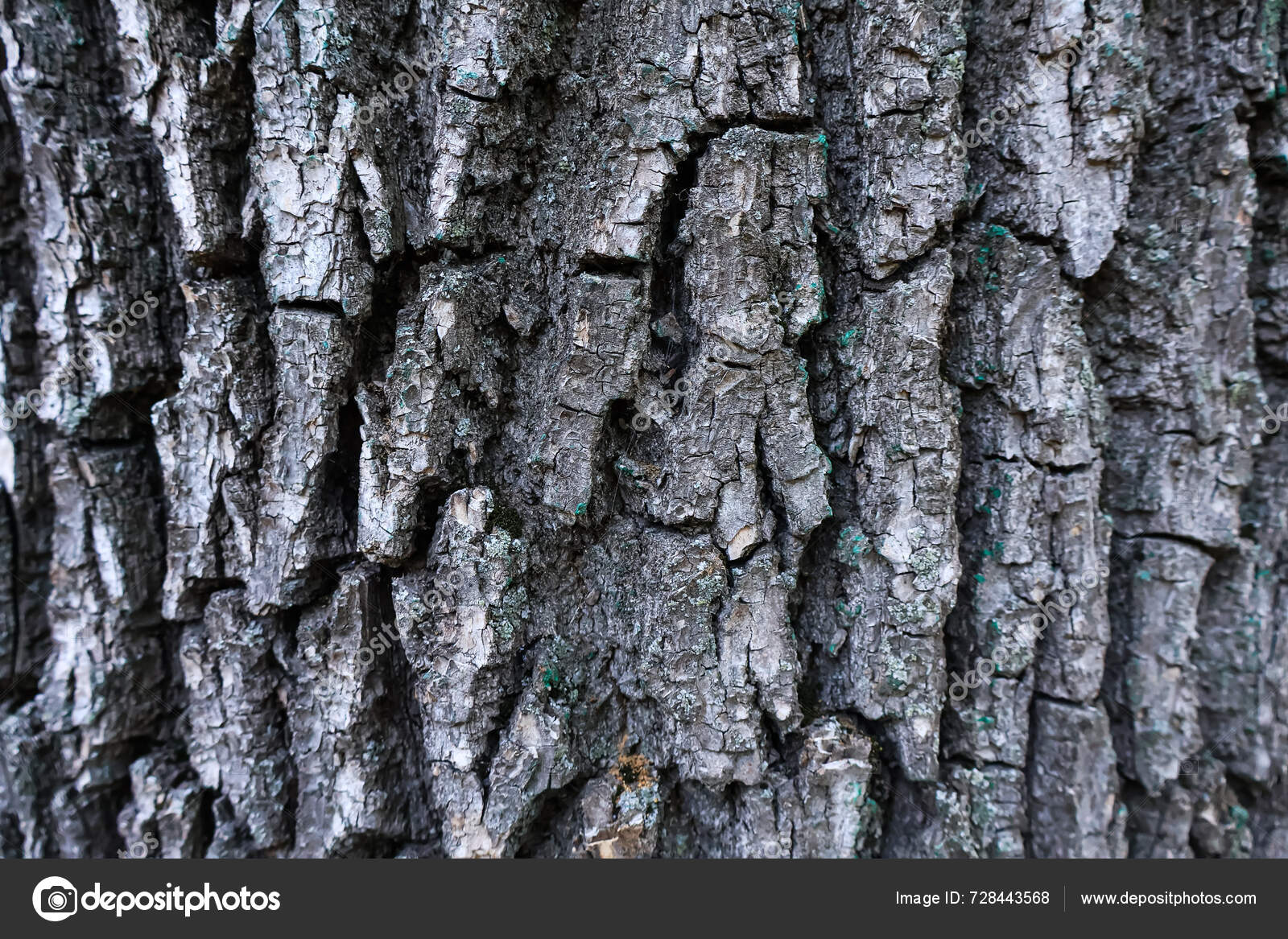 Gray Bark Tree Three Dimensional Relief Pattern Close — Stock Photo ...