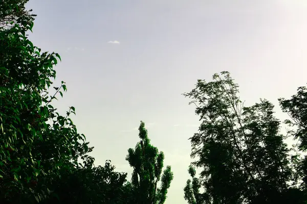 Treeline Stock Photos, Royalty Free Treeline Images | Depositphotos