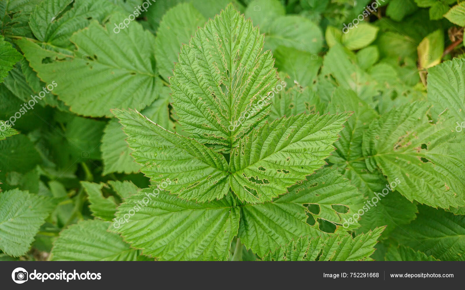 Raspberry Bushes Green Leaves Eaten Pests — Stock Photo © KatTarasenko ...