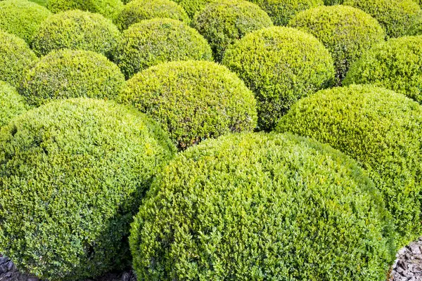 Buxus ball Stock Photos, Royalty Free Buxus ball Images | Depositphotos