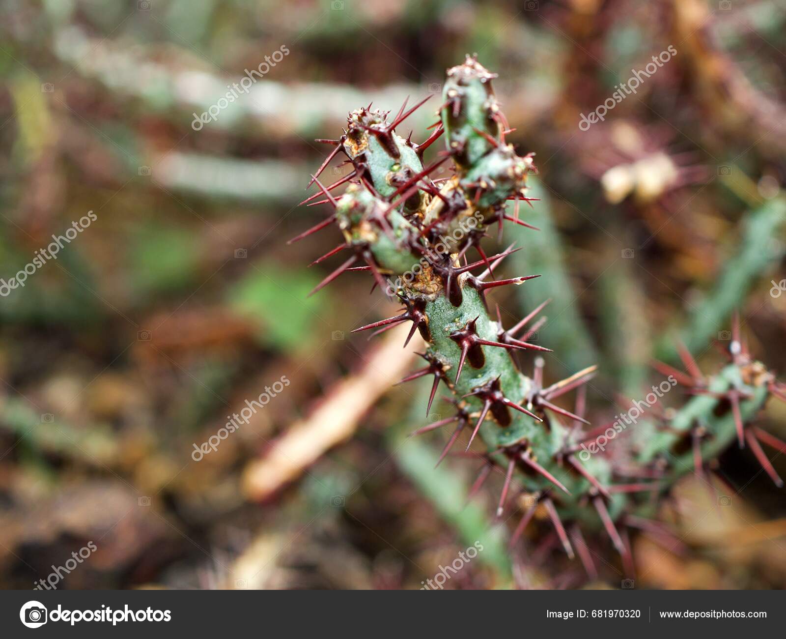 Closeup Succulents Cactus Plants Euphorbia Aeruginosa Miniature Saguaro ...
