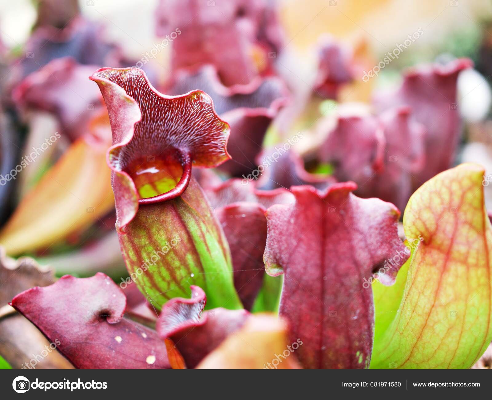 Carnivorous Pitcher Plant Pitfall Traps Prey Trapping Sarracenia ...