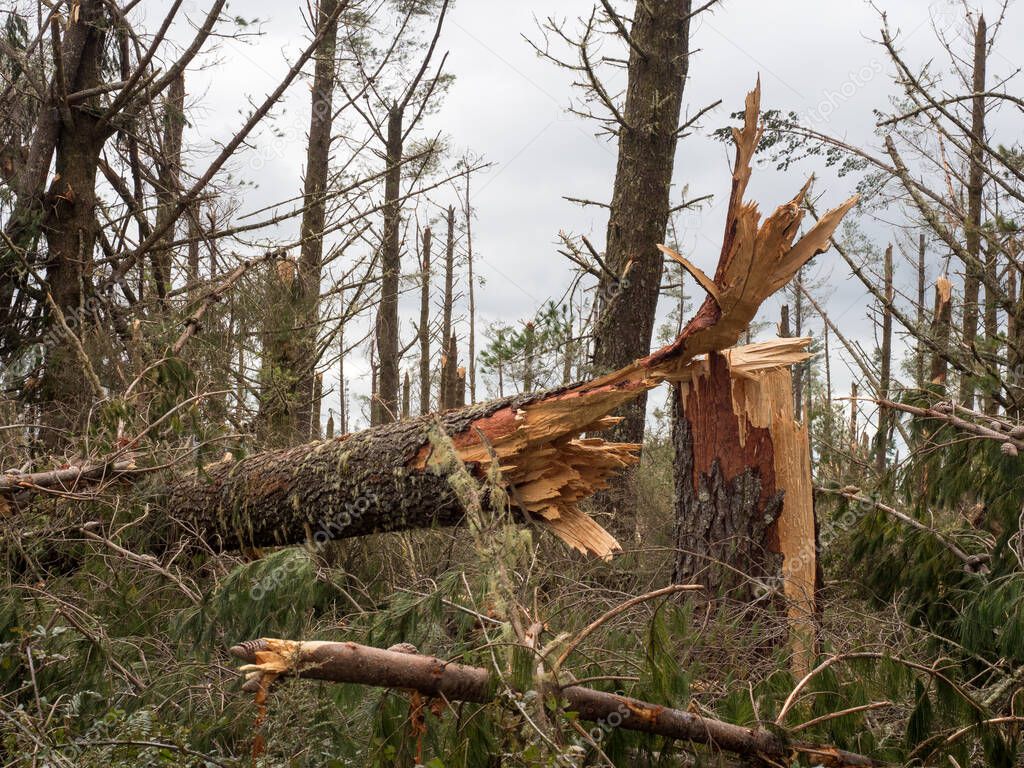 A close view of a snapped pine tree trunk in a forest plantation after ...