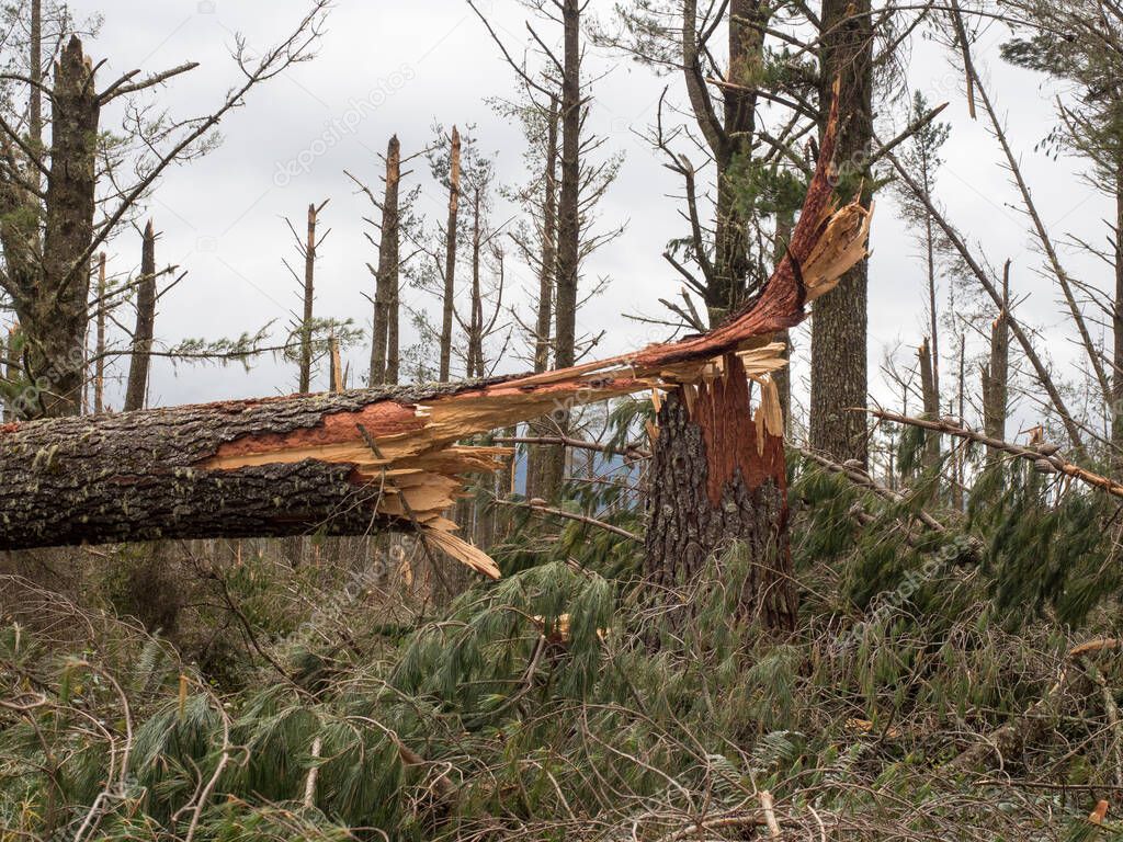 A close view of a snapped pine tree trunk in a forest after storm ...