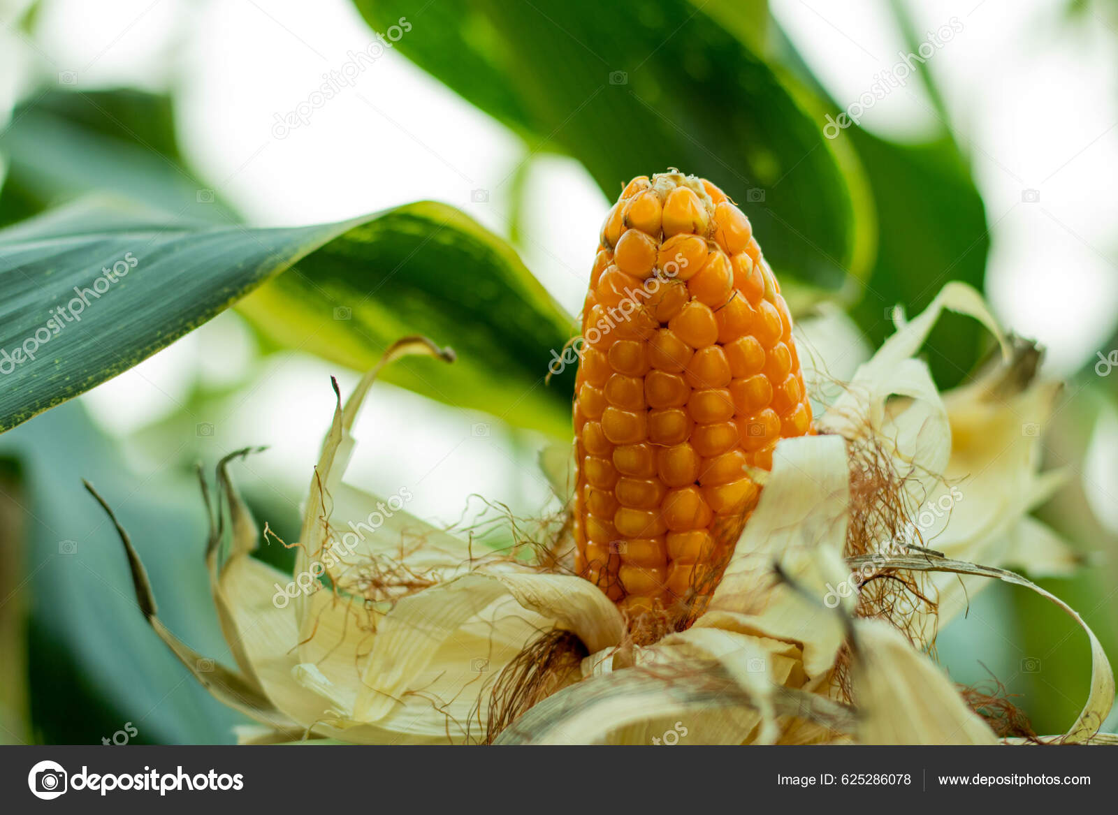 Maíz Zea Mays También Llamado Maíz Indio Maíz Planta Cereales ...