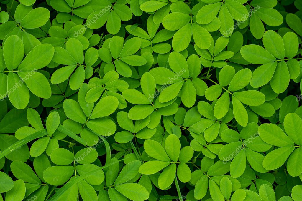 Hoja de Arachis Pintoi. Tropical Seeds. Nombre común Pinto Peanut. Una ...