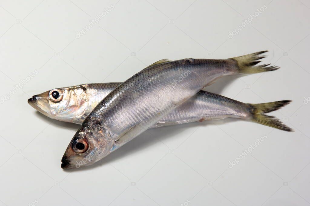 Arenque o arenque del Báltico (membras Clupea harengus) sobre fondo ...