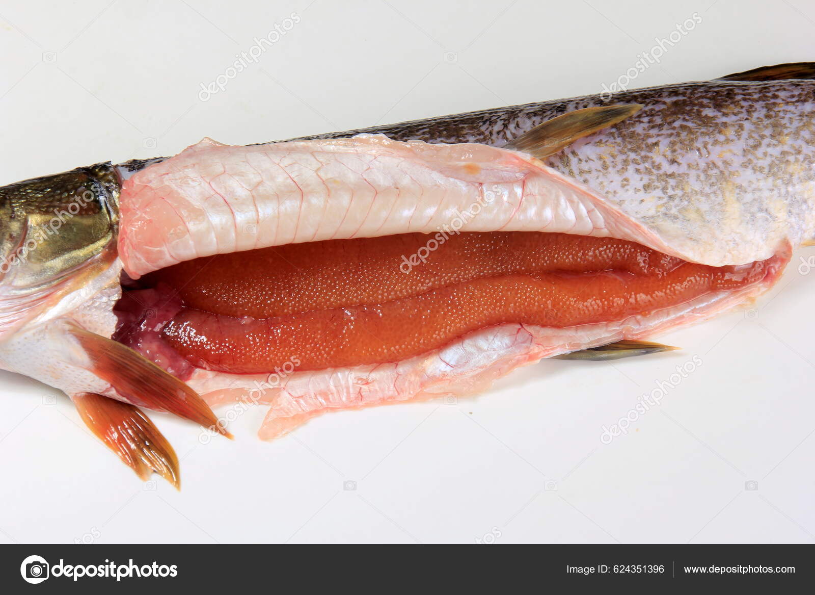Open Stomach Pike Roe Raw Orange Pike Roe — Stock Photo © dailajphoto ...