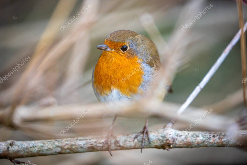 Robin europeo (Erithacus rubecula) visto al aire libre en Dublín ...