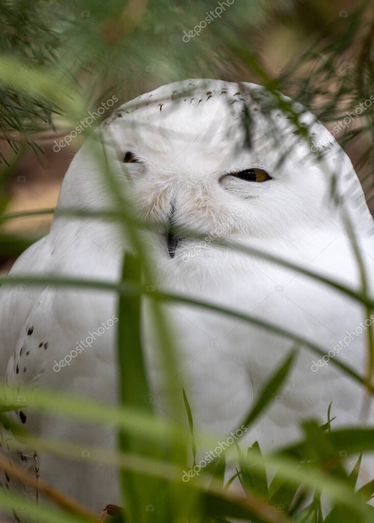 Avistamiento raro de un búho nevado (Bubo scandiacus) en el Polo Norte ...