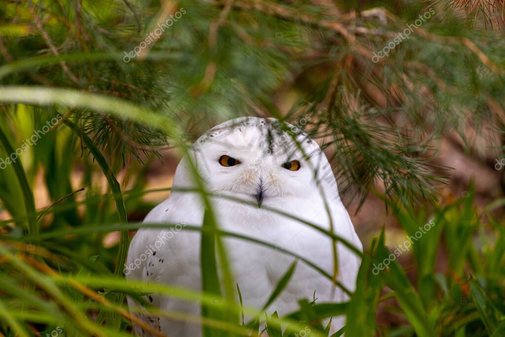 Avistamiento raro de un búho nevado (Bubo scandiacus) en el Polo Norte ...