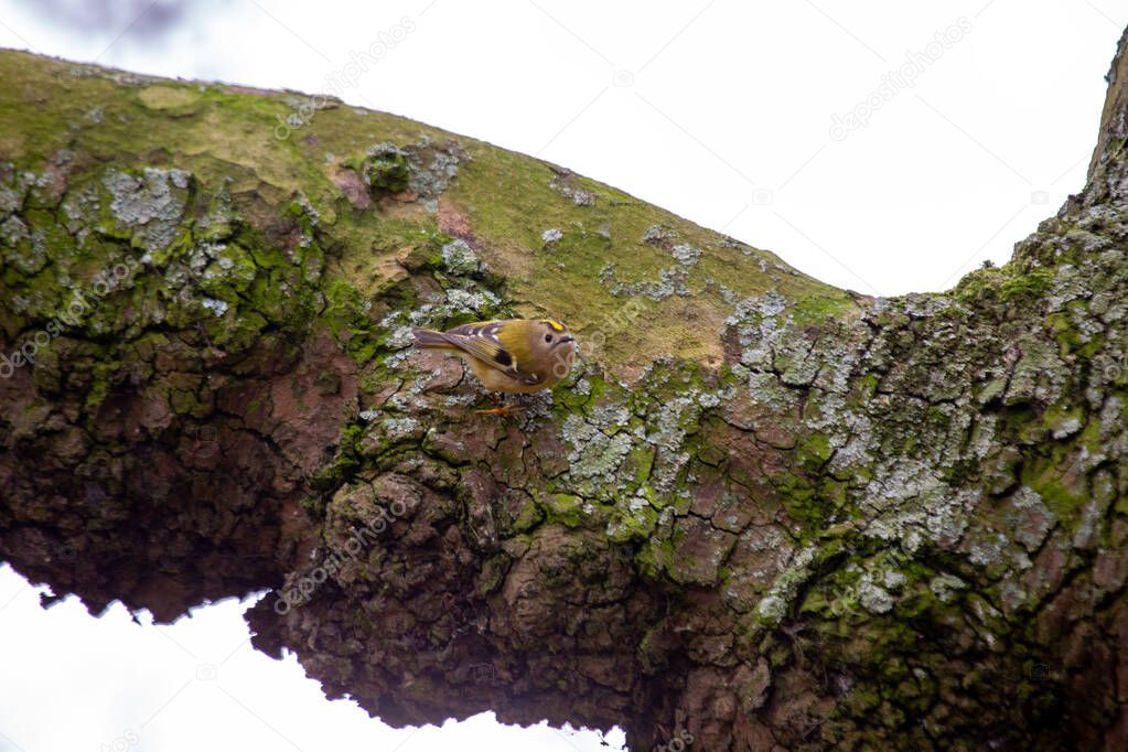 La cresta de oro (Regulus regulus) es el ave más pequeña de Europa ...