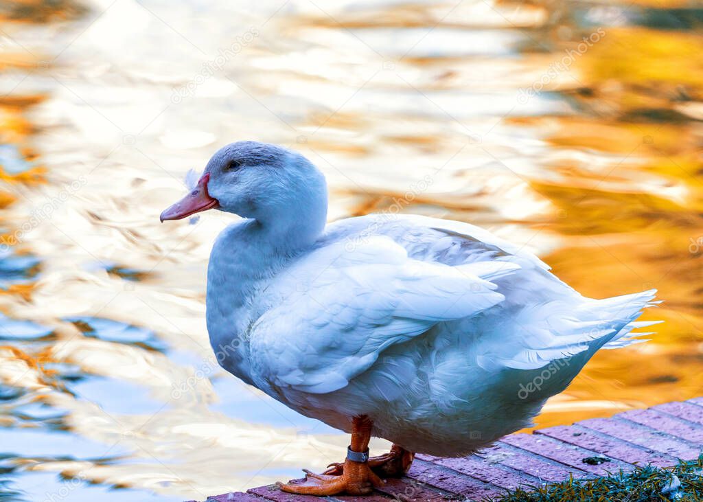 El Pato Mallard Leucista (Anas platyrhynchos) exhibe un raro plumaje ...