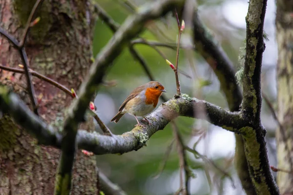Un encantador petirrojo con su distintivo pecho rojo, que se encuentra ...
